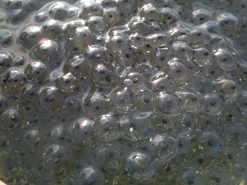 Grodägg fotografering för bildbyråer. Bild av bebis, stängning - 33094475