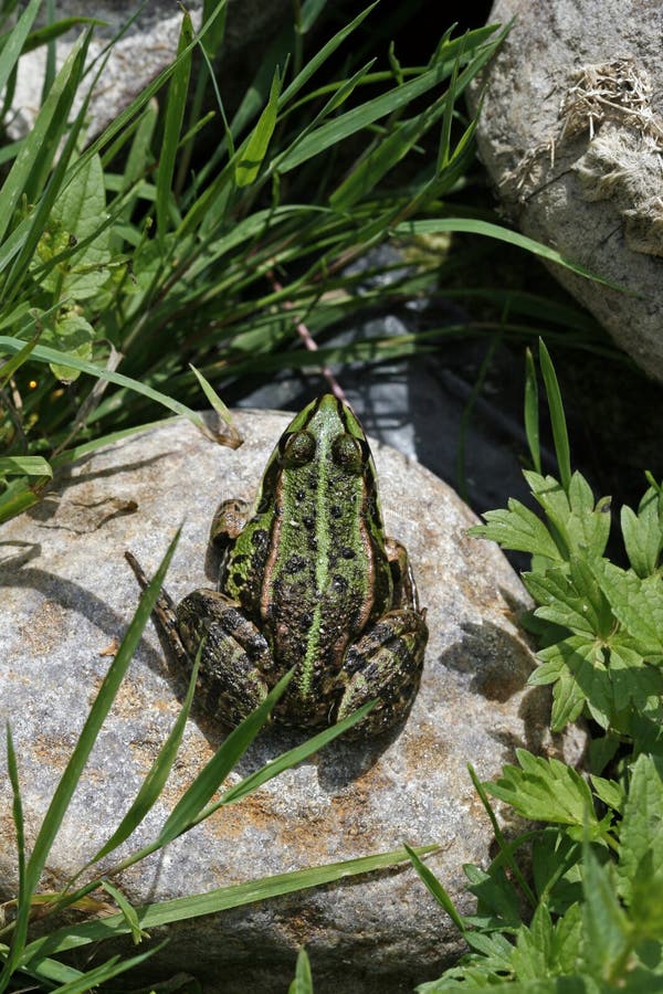 Pacman groda arkivfoto. Bild av fett, grodor, makro, stort - 10257184