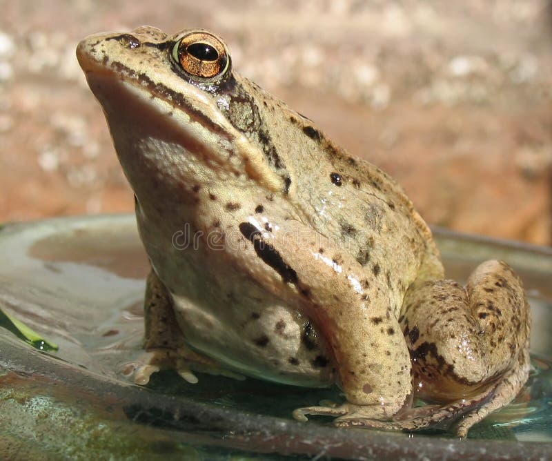 Grodan gren arkivfoto. Bild av ögon, anhydrous, fuktig - 1890768