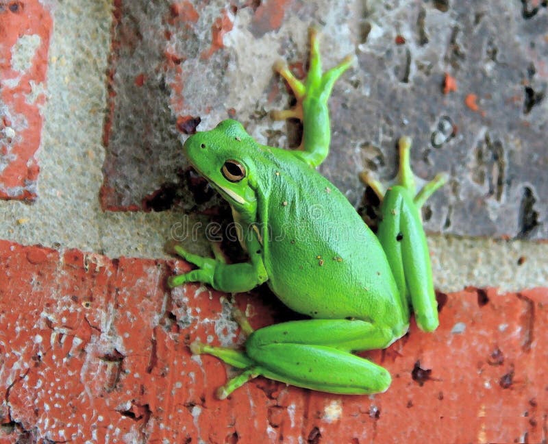 Groda arkivfoto. Bild av sommar, slemmigt, bakgrund, träsk - 12867100