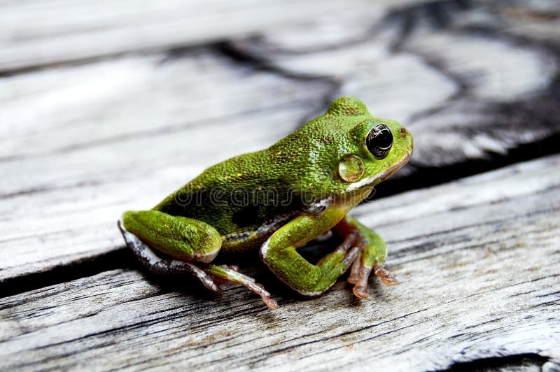 Grön groda arkivfoto. Bild av isolerat, groda, vattenlevande - 6404102