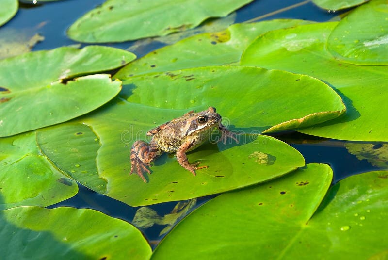 Groda arkivfoto. Bild av biologi, groda, stänga, skog - 15623764