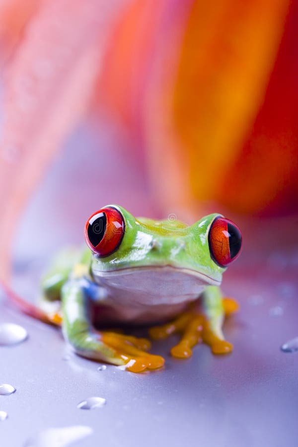 Groda fotografering för bildbyråer. Bild av vitt, groddjur - 2927393