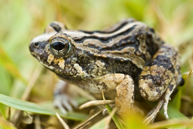 Grodan gren arkivfoto. Bild av ögon, anhydrous, fuktig - 1890768