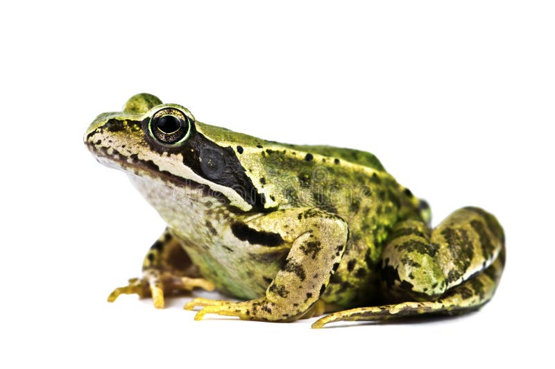 Ytbehandla för groda fotografering för bildbyråer. Bild av groda - 2243471