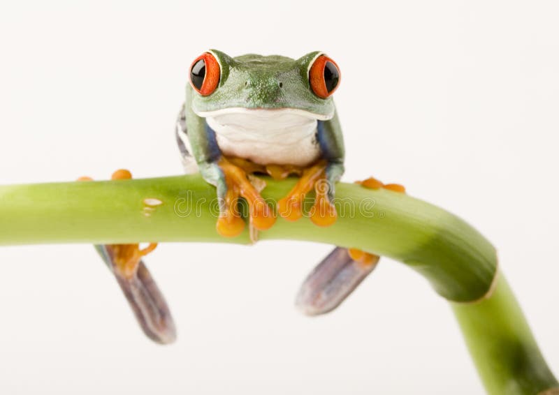 Groda fotografering för bildbyråer. Bild av vitt, groddjur - 2927393