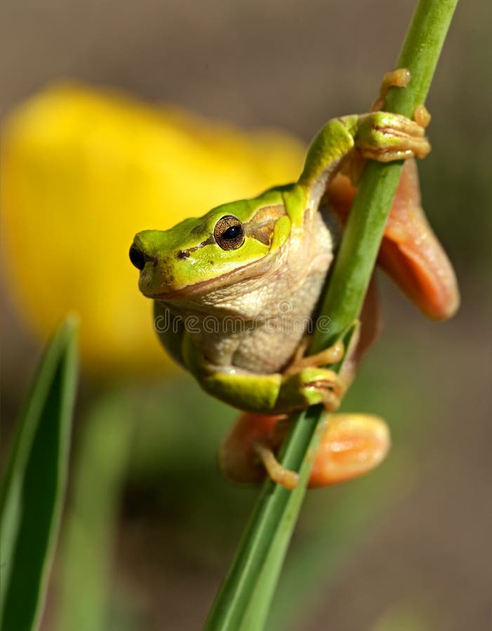 Groda fotografering för bildbyråer. Bild av sinnesrörelser - 16530423