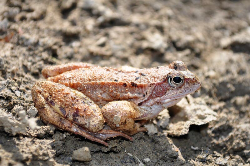 Groda arkivfoto. Bild av gift, beställningar, groda, träd - 36311124