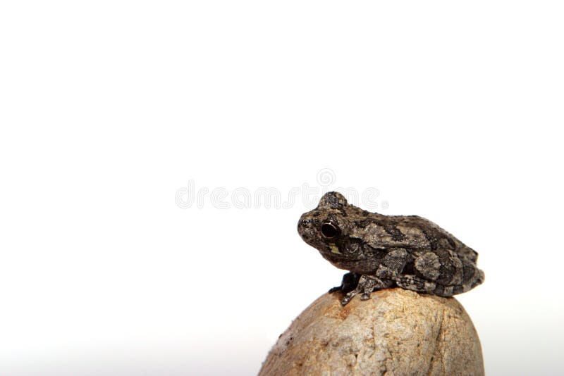 Groda 4 arkivfoto. Bild av natur, reptil, dissekera, kyss - 84072