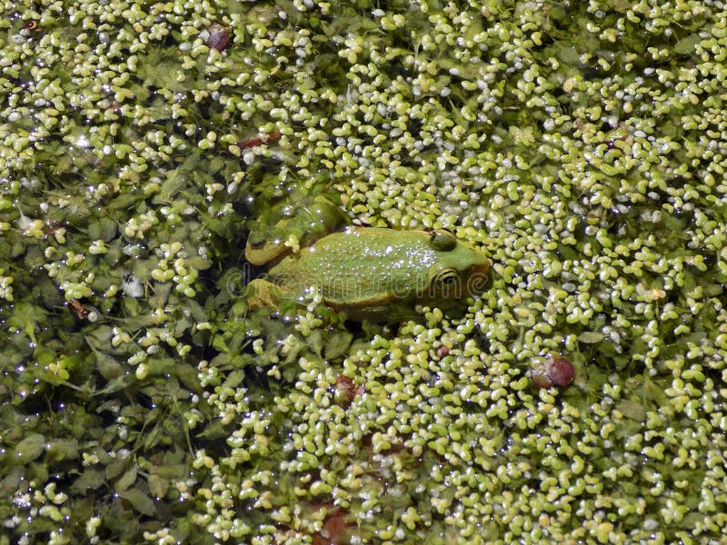 Groda arkivfoto. Bild av huvud, groda, ekologi, växt - 42069632