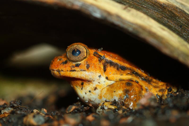 Groda fotografering för bildbyråer. Bild av gulligt, reptil - 47947339