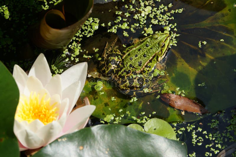 Groda arkivfoto. Bild av anpassning, andmat, insektivorer - 55288596