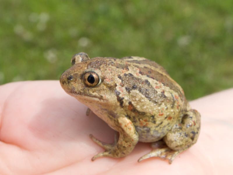 Grodan gren arkivfoto. Bild av ögon, anhydrous, fuktig - 1890768