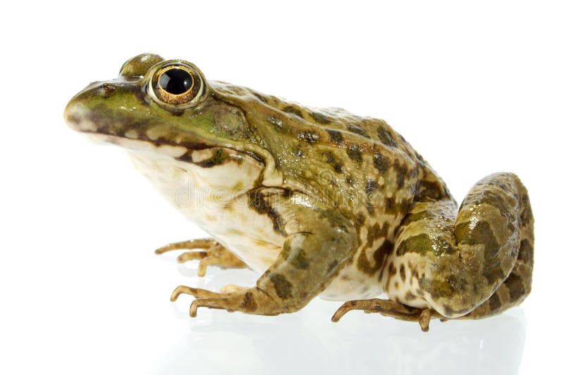 Groda arkivfoto. Bild av halt, sittande, livstid, angus - 5681622