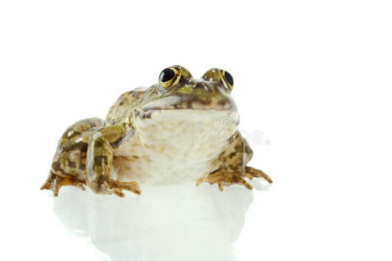 Groda arkivfoto. Bild av halt, sittande, livstid, angus - 5681622