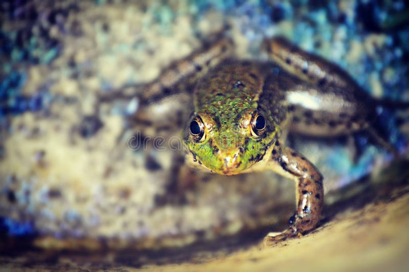 Groda fotografering för bildbyråer. Bild av hink, grön - 58523463