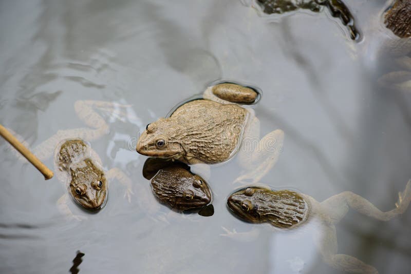 Groda arkivfoto. Bild av natur, askfat, flod, marsig - 76943372