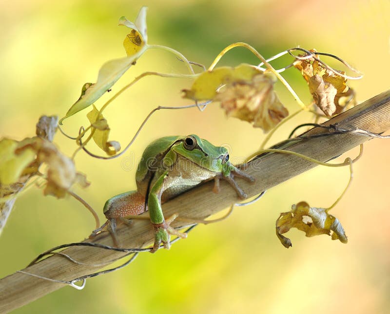 Groda fotografering för bildbyråer. Bild av makro, grön - 85685693