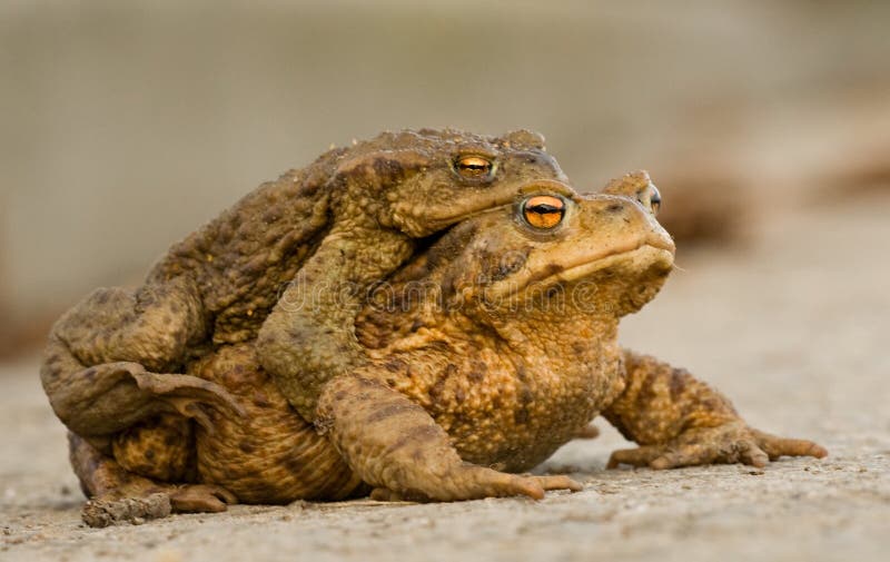 Groda fotografering för bildbyråer. Bild av grodor, angus - 91008291