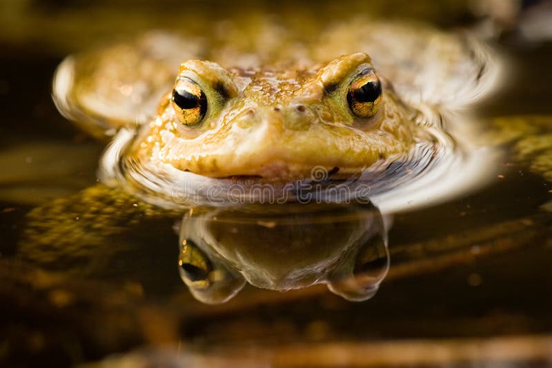 Groda fotografering för bildbyråer. Bild av grodor, angus - 91008291