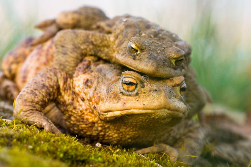 Groda fotografering för bildbyråer. Bild av grodor, angus - 91008291