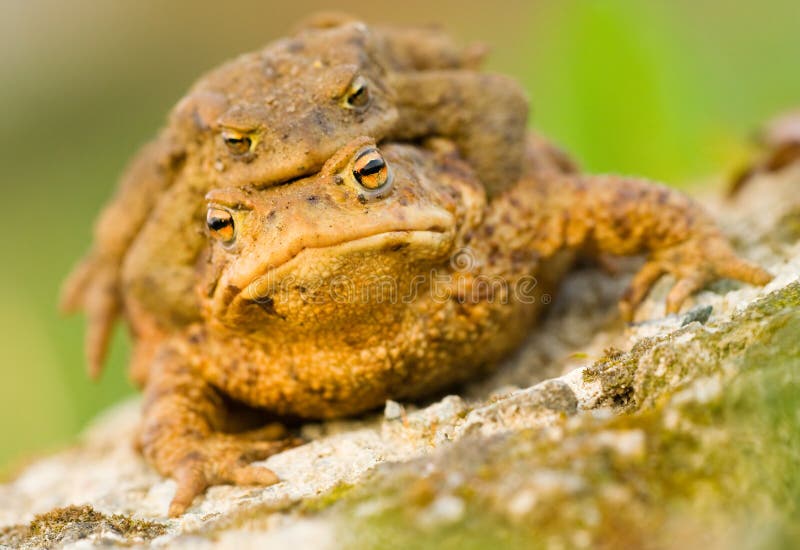 Groda fotografering för bildbyråer. Bild av grodor, angus - 91008291