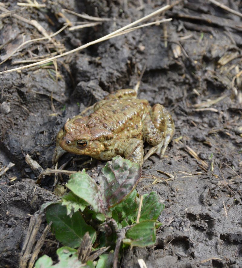 Groda arkivfoto. Bild av angus, medf8ort, grön, litet - 92168950