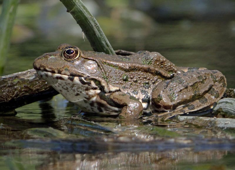 Groda Bild. Bild: 2103647