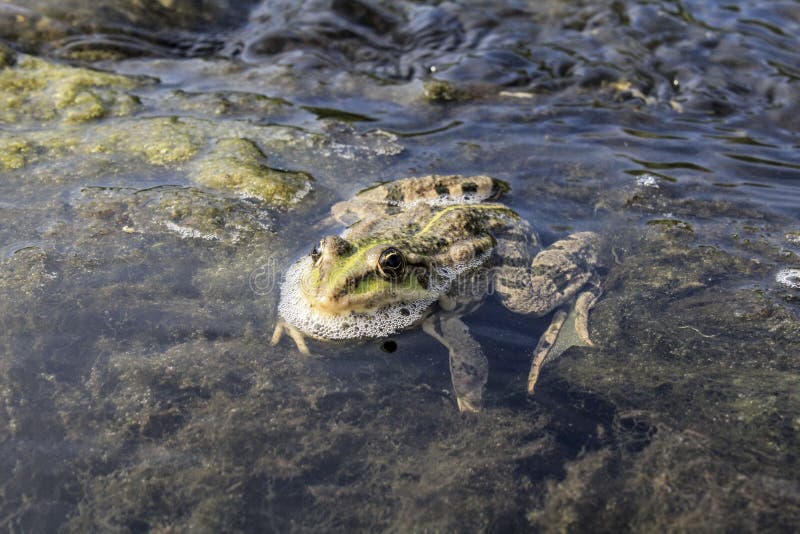 Groda fotografering för bildbyråer. Bild av svampar, tyst - 94820115