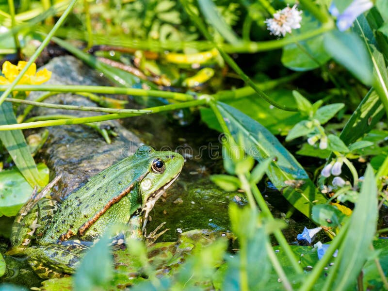 Groda fotografering för bildbyråer. Bild av grodor, norr - 97039235