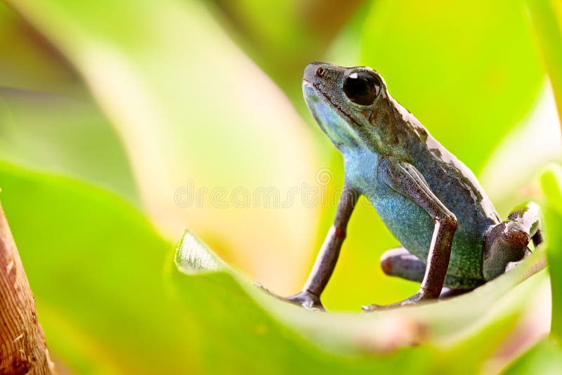 Röd Groda Costa Rica För Jordgubbegiftpil Fotografering för Bildbyråer ...