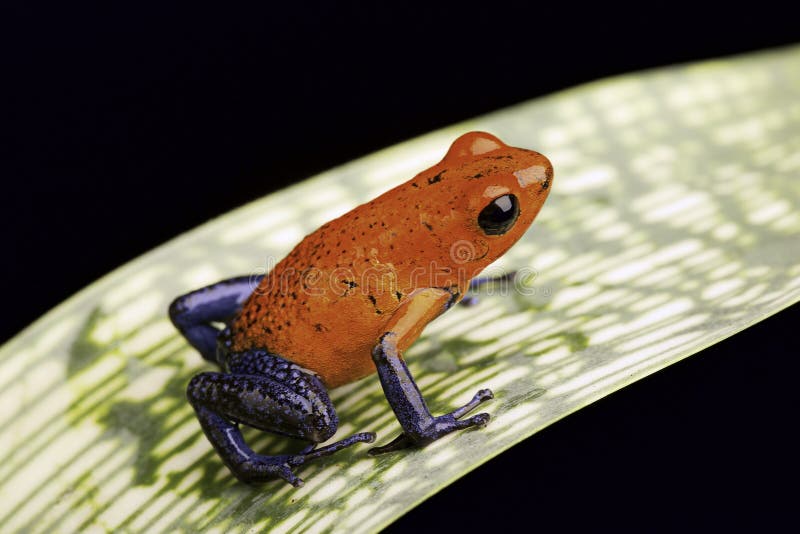 Röd Groda För Jordgubbegiftpil, Dendrobates Pumilio, I Naturlivsmiljön ...