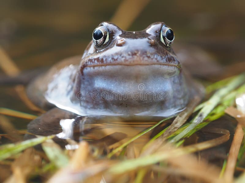 Groda i damm fotografering för bildbyråer. Bild av grön - 73947443