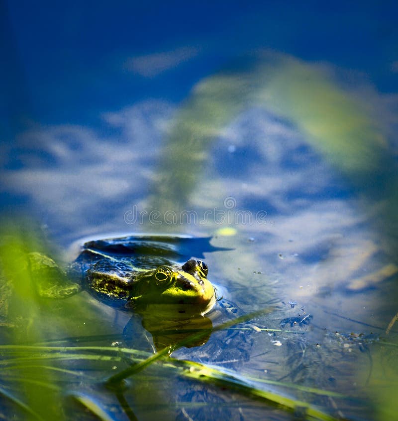 Groda i en sjö med grodägg fotografering för bildbyråer. Bild av ...