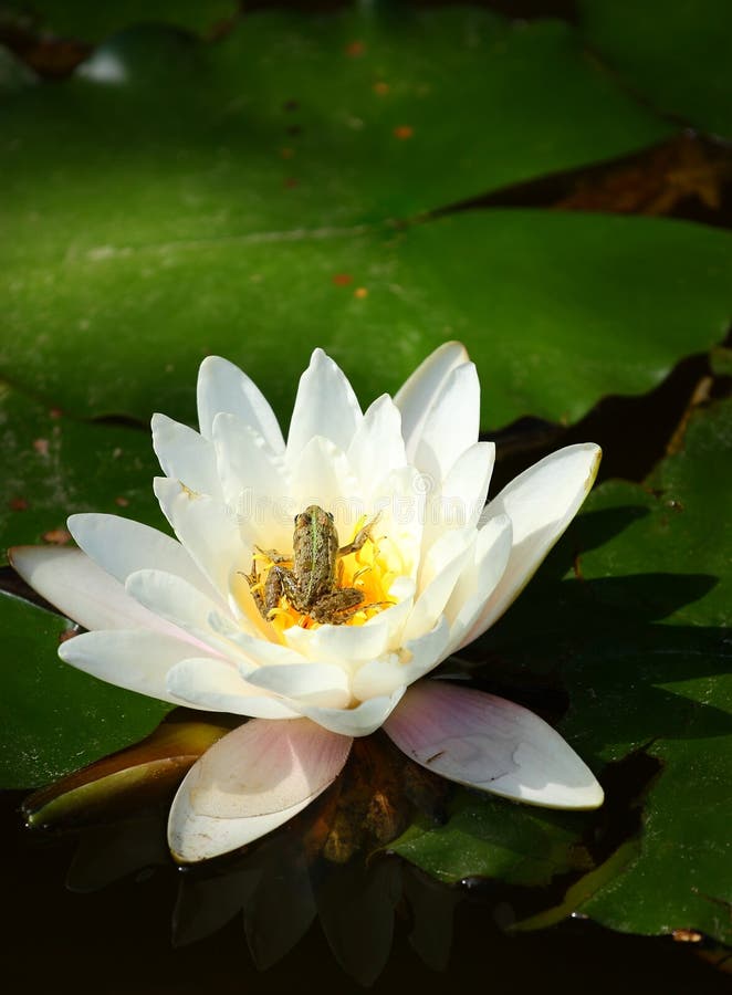 Groda- Och Liljablomma Ett Damm Med En Groda Och En Blomma Av En Lilja ...