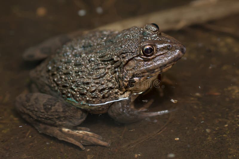 Groda i vatten arkivfoto. Bild av angus, natur, vatten - 33188932