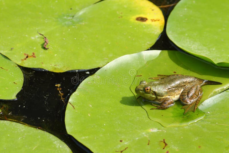 Pacman groda arkivfoto. Bild av fett, grodor, makro, stort - 10257184