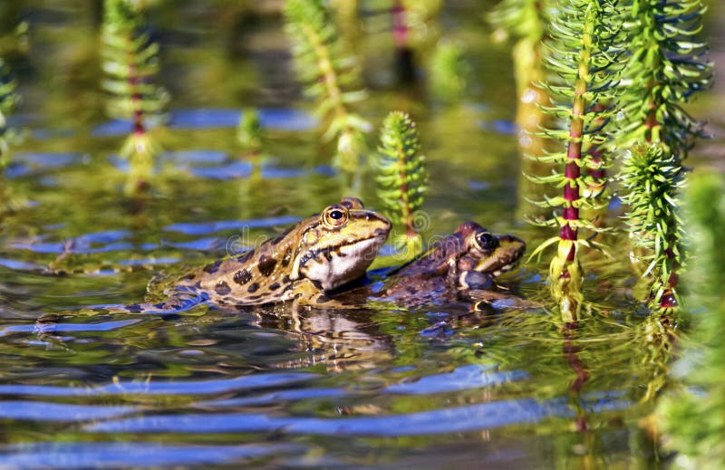 Groda Som Parar Ihop I Ett Damm Arkivfoto - Bild av amfibiansk, rituell ...