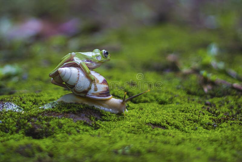 Kort och tjock groda två fotografering för bildbyråer. Bild av gulligt ...