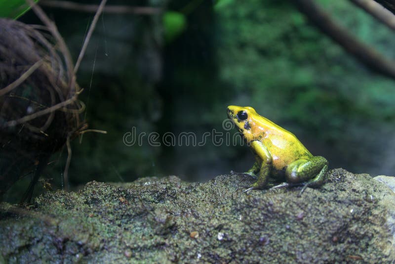 Gul groda i akvarium arkivfoto. Bild av spegel, fisk - 117355446