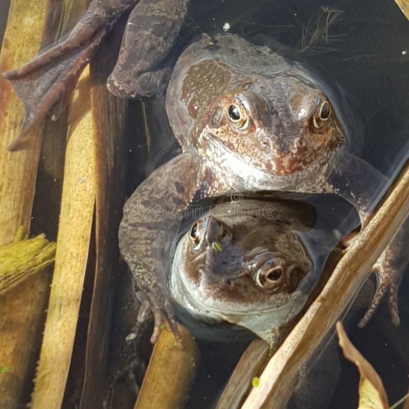 Grodor Stock Foton , bilder och fotografi - Ladda ner 10,949 foton