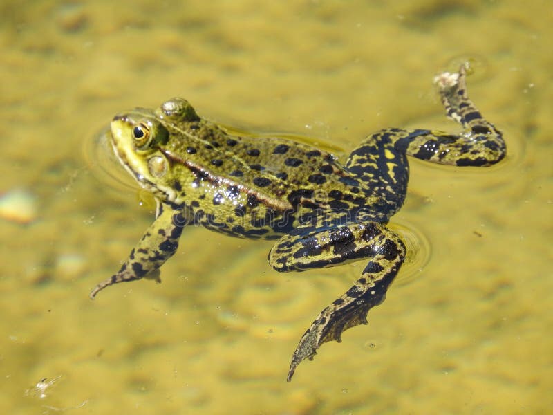 Grodor i vattnet fotografering för bildbyråer. Bild av öga - 119892597