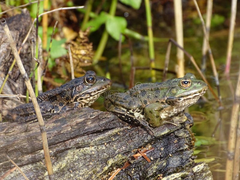 Grodor Stock Foton , bilder och fotografi - Ladda ner 10,949 foton