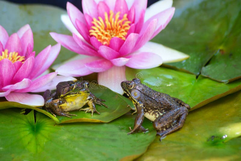 Grodor Stock Foton , bilder och fotografi - Ladda ner 10,949 foton