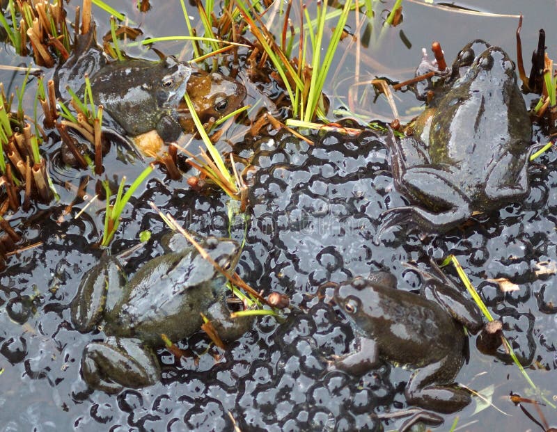 Ung groda fotografering för bildbyråer. Bild av ström - 106643985