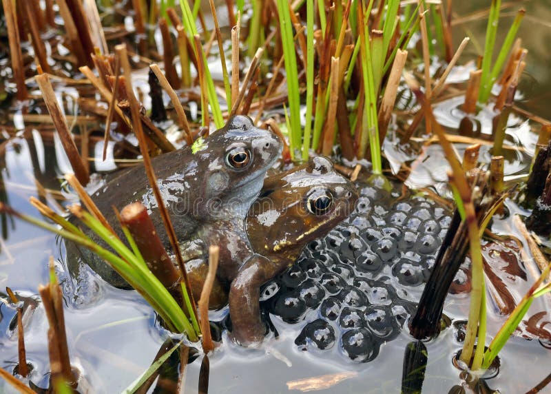 Ung groda fotografering för bildbyråer. Bild av ström - 106643985