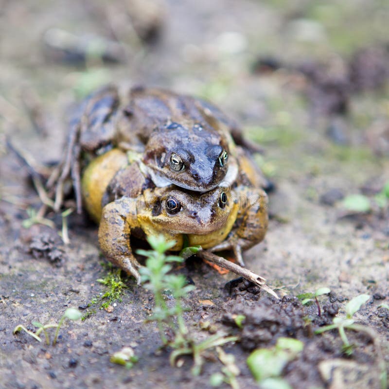 Grodor som parar i skogen arkivfoto. Bild av sittande - 38538112