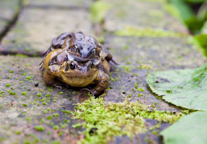 Grodor som parar i skogen arkivfoto. Bild av sittande - 38538112