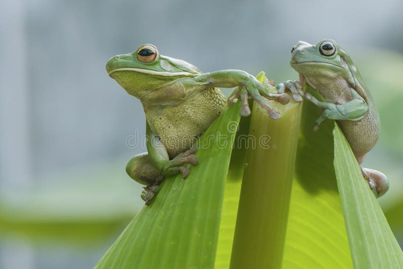 Grodor Stock Foton , bilder och fotografi - Ladda ner 10,949 foton