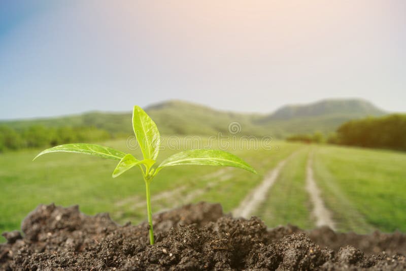 Groei stock foto. Image of piepklein, leven, idee, installatie - 113872684